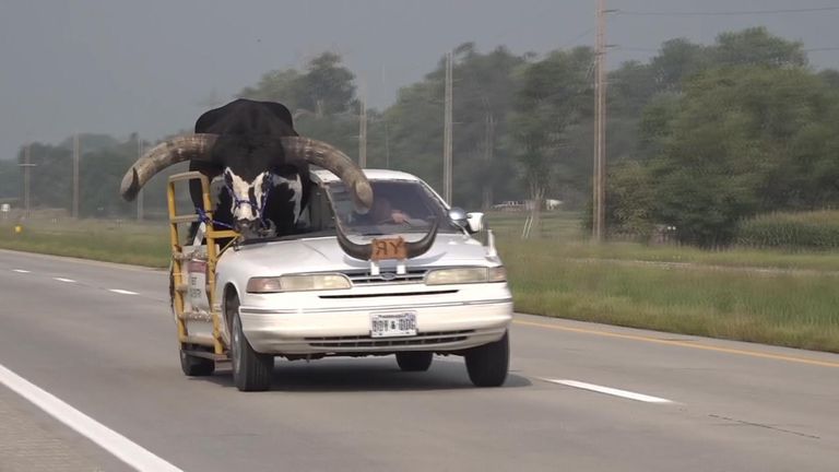 Nebraska driver pulled over after huge bull spotted in passenger seat ...